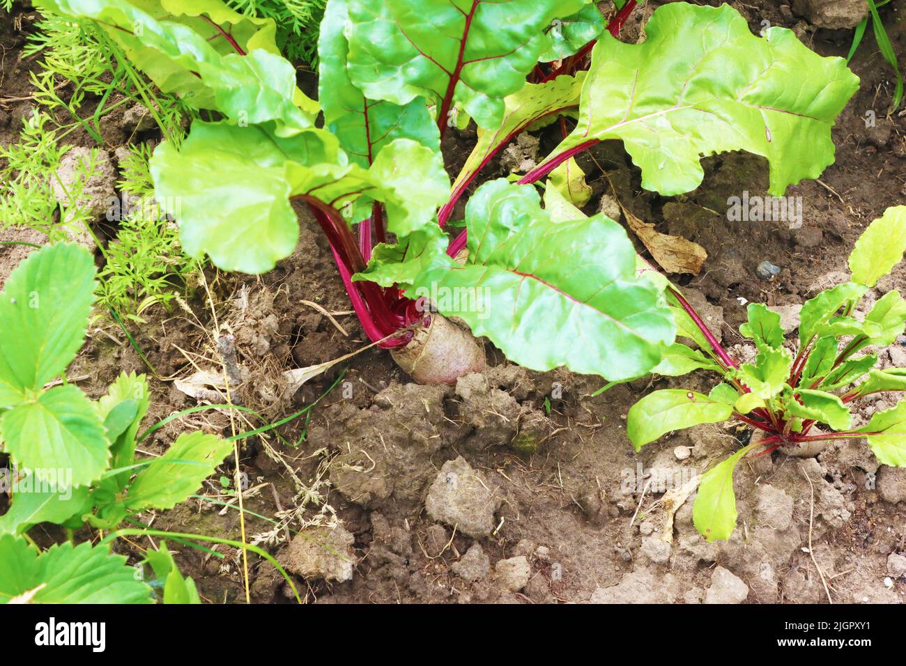 Beetroot plants in the garden - grown for edible root and colourful ...