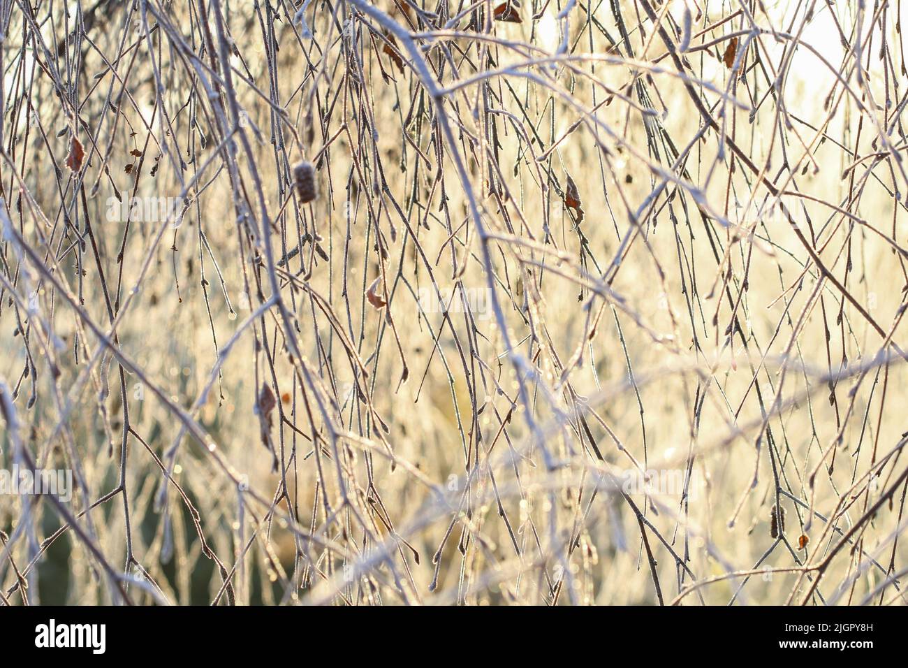 Winter abstract background with white frosted twigs. Graphic resources ...