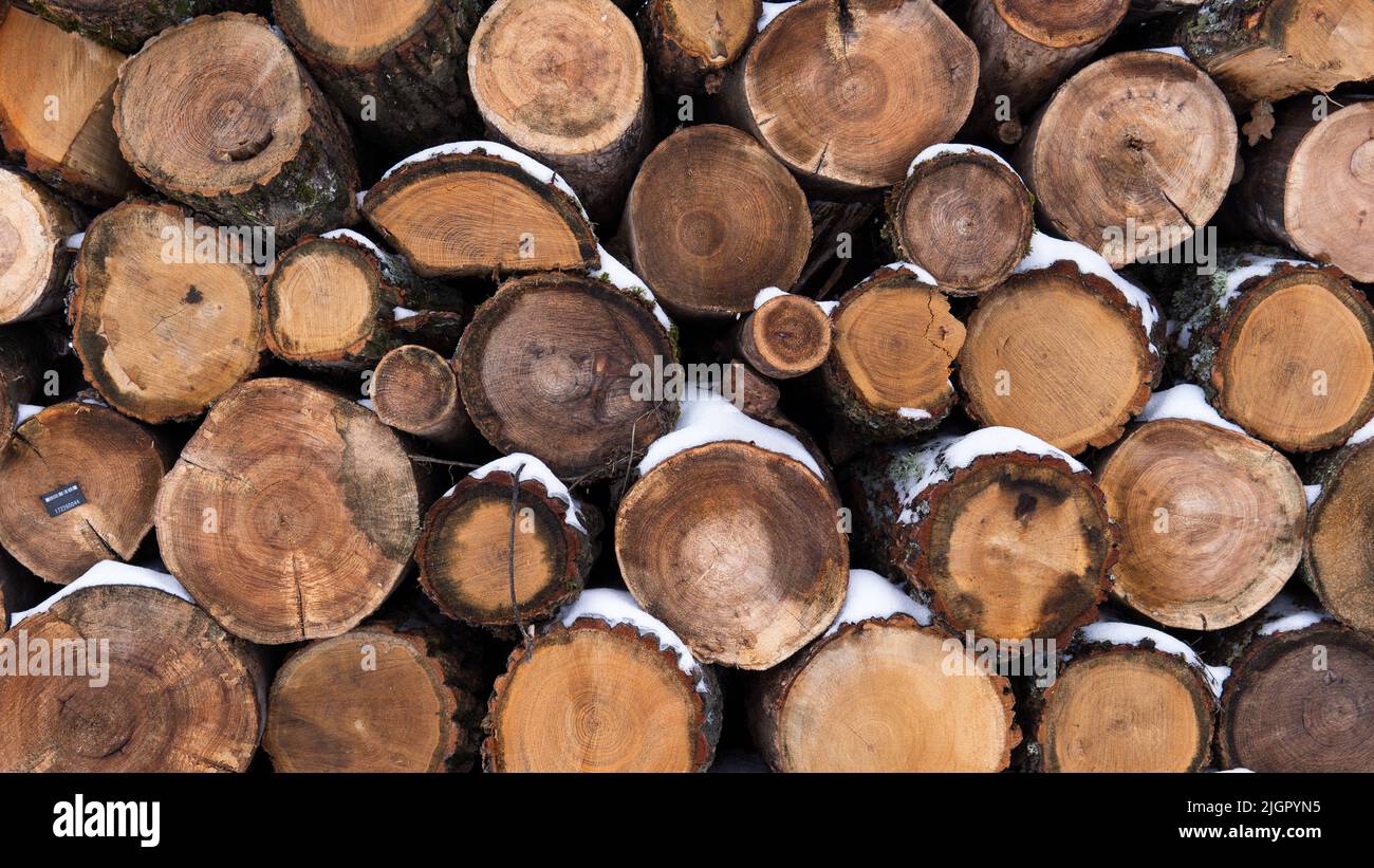 Stacked wooden sawn logs covered with snow and laid out in several rows ...