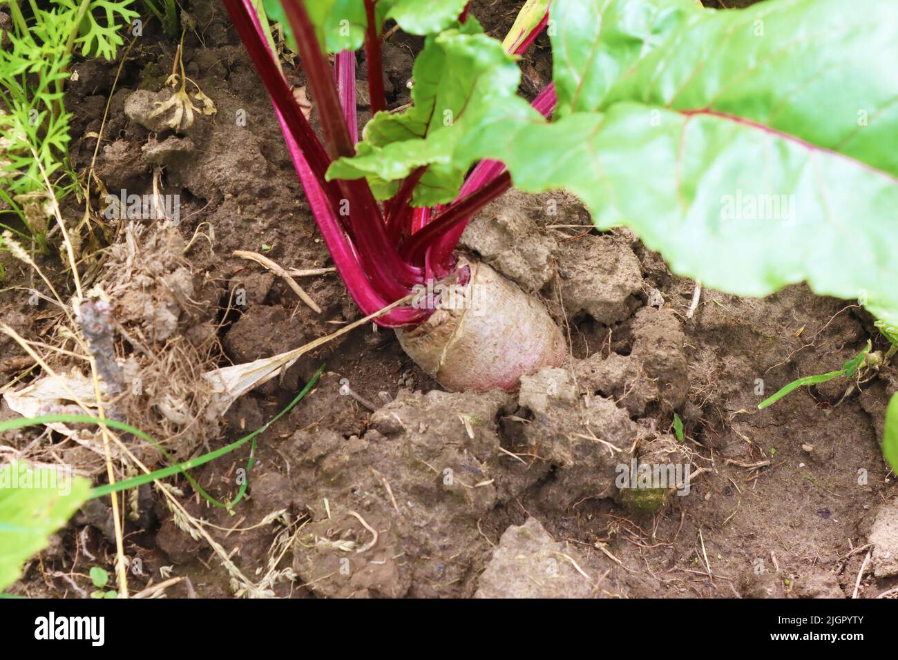 Beetroot plants in the garden - grown for edible root and colourful ...