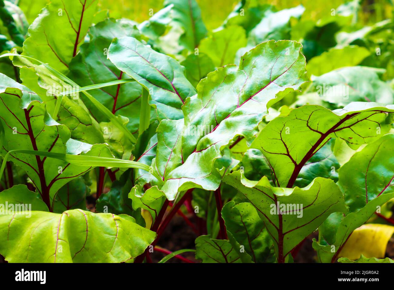 Beetroot leaves in the garden. Beetroots grown for edible root and ...