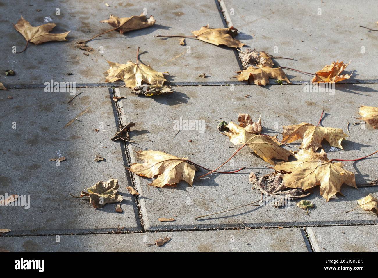 Colorful autumn leaves lying sadly on the sidewalk. A symbol of ...