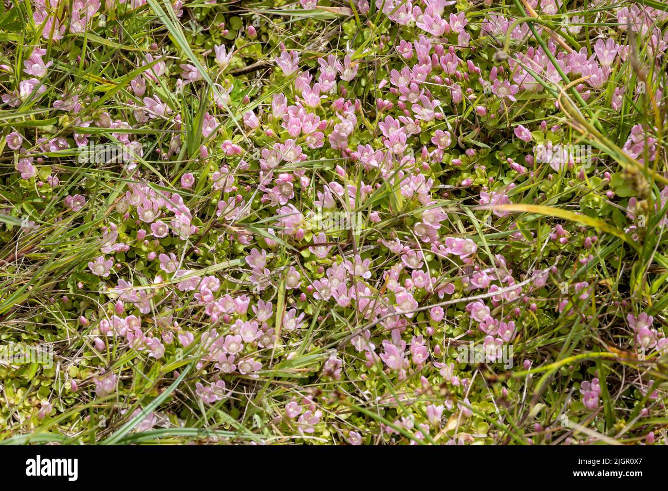 Bog Pimpernel - Anagallis tenella - in flower at Sandwich Bay, Kent, UK ...