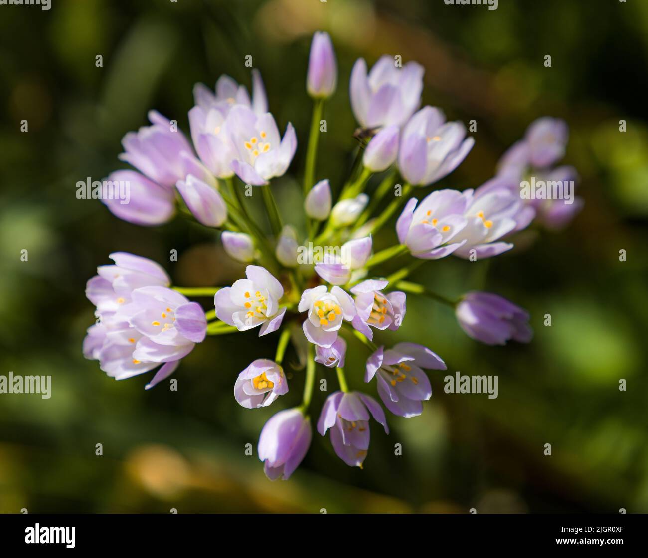 Wildflower set hi-res stock photography and images - Alamy