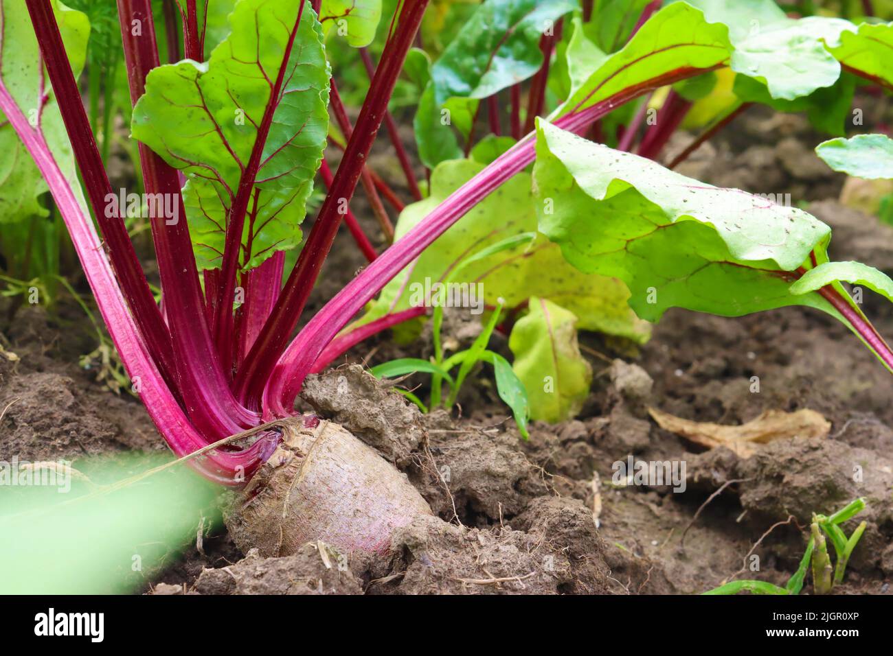 Beetroot plants in the garden - grown for edible root and colourful ...