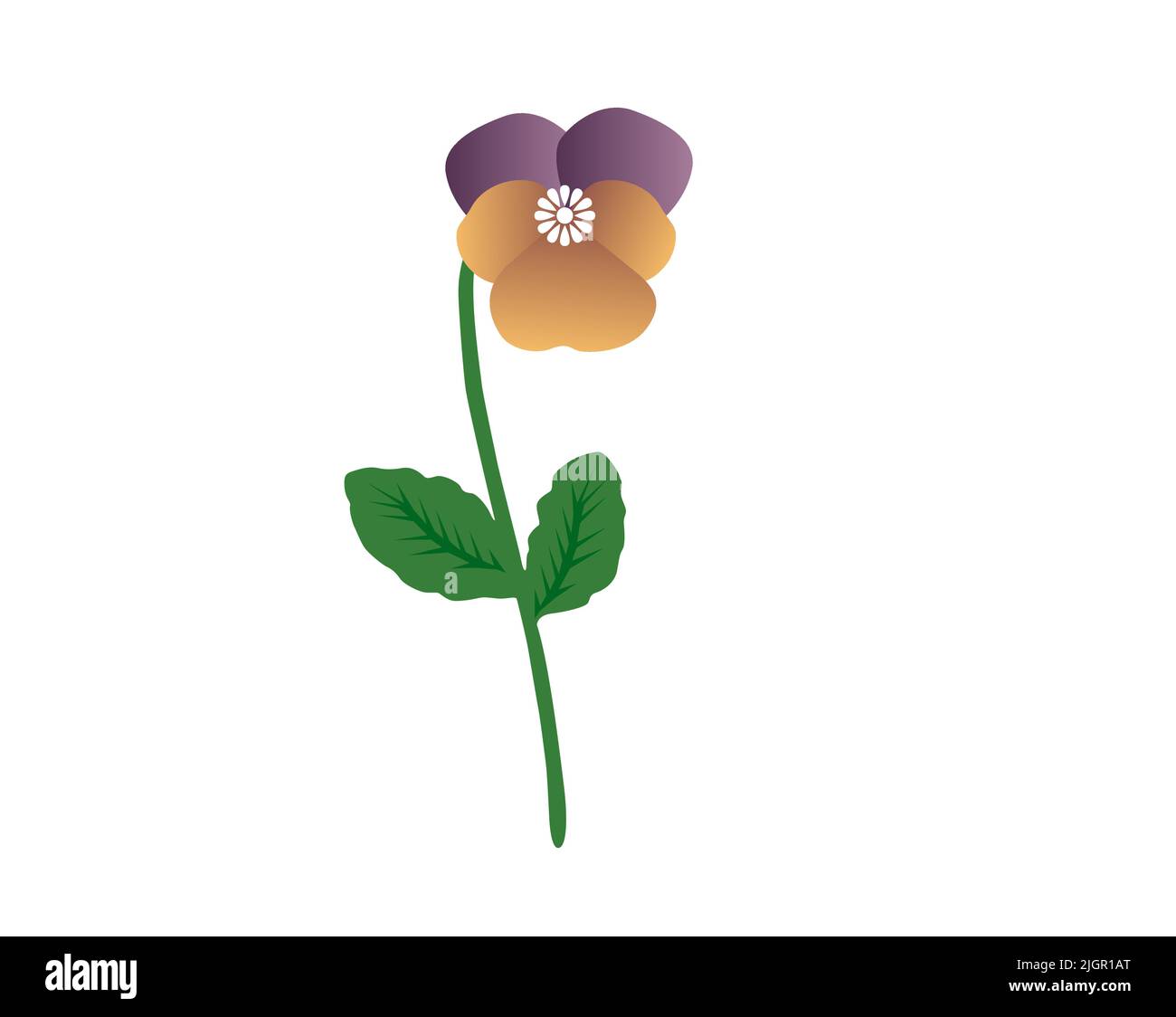 pansies flower isolated on white background - vector illustration Stock ...