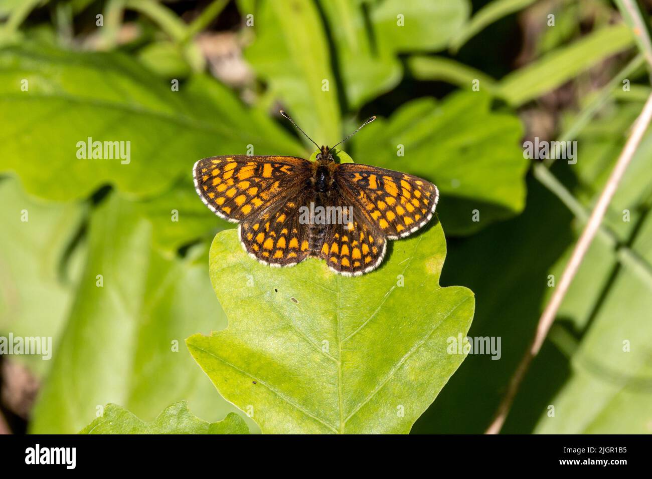 Heath Fritillary - Melitaea athalia - butterfly at East Blean Woods in ...