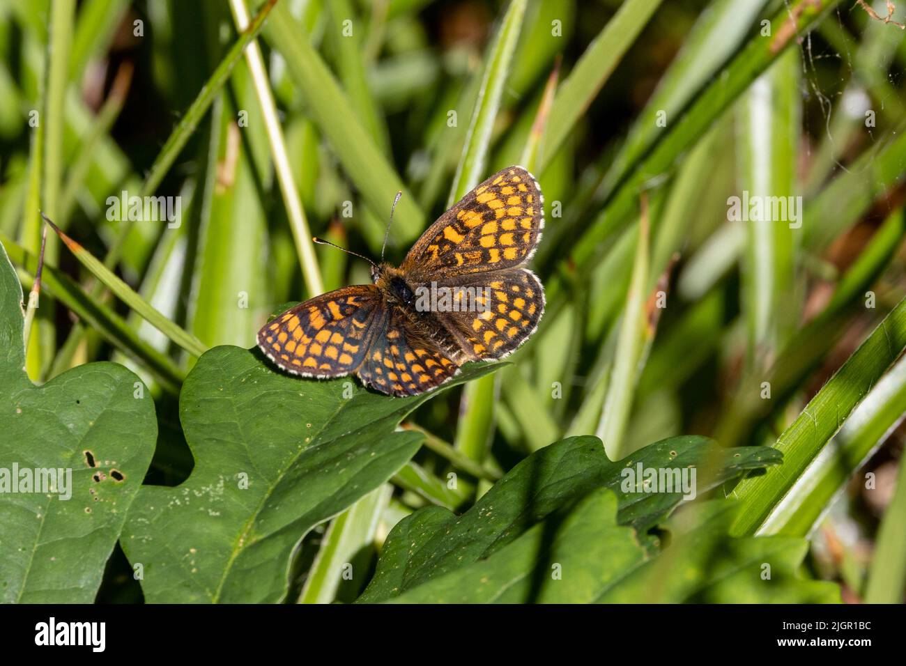 Heath Fritillary - Melitaea athalia - butterfly at East Blean Woods in ...