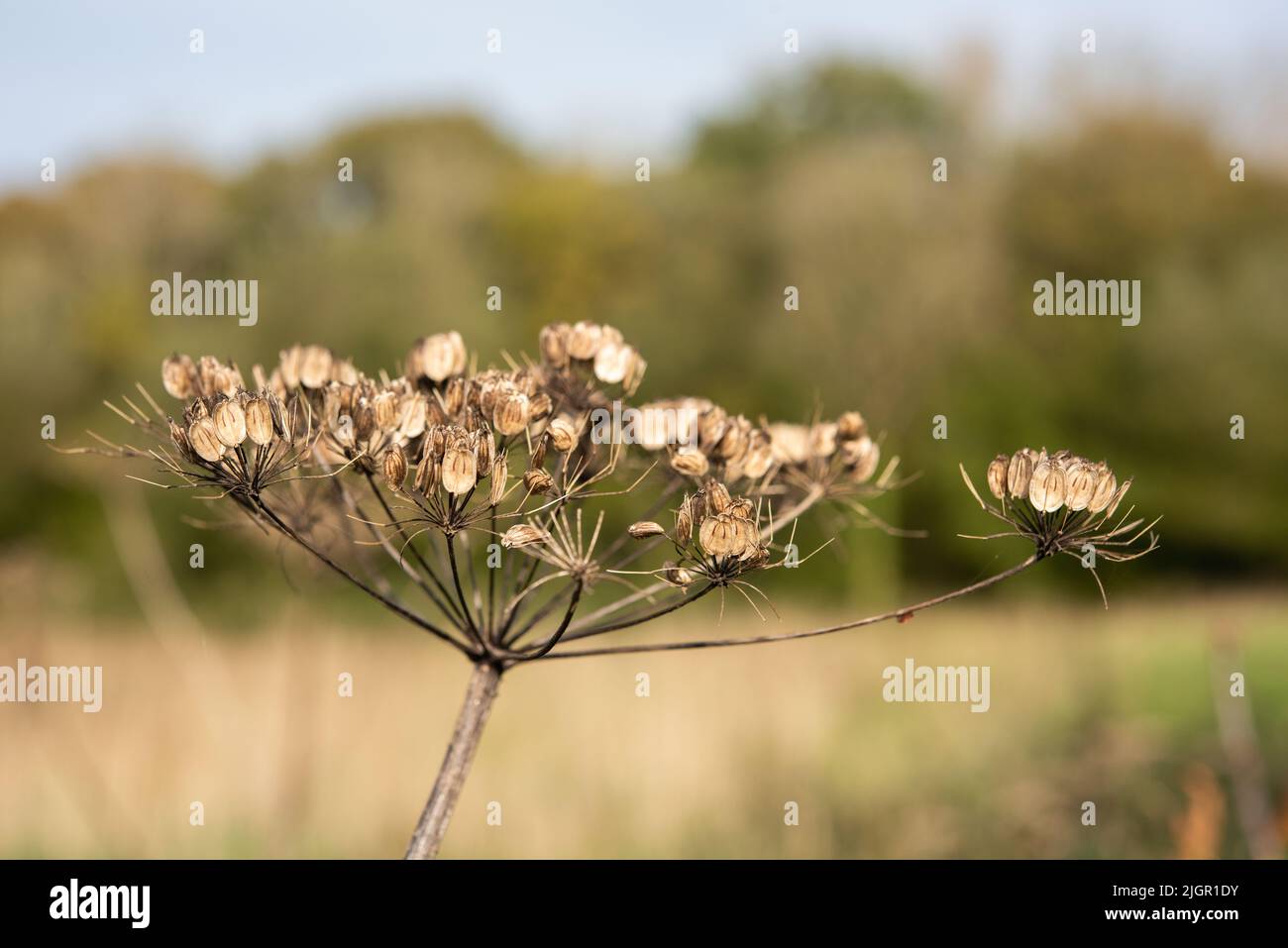 Common hogweed (Heracleum sphondylium) seedhead with winged, striped ...