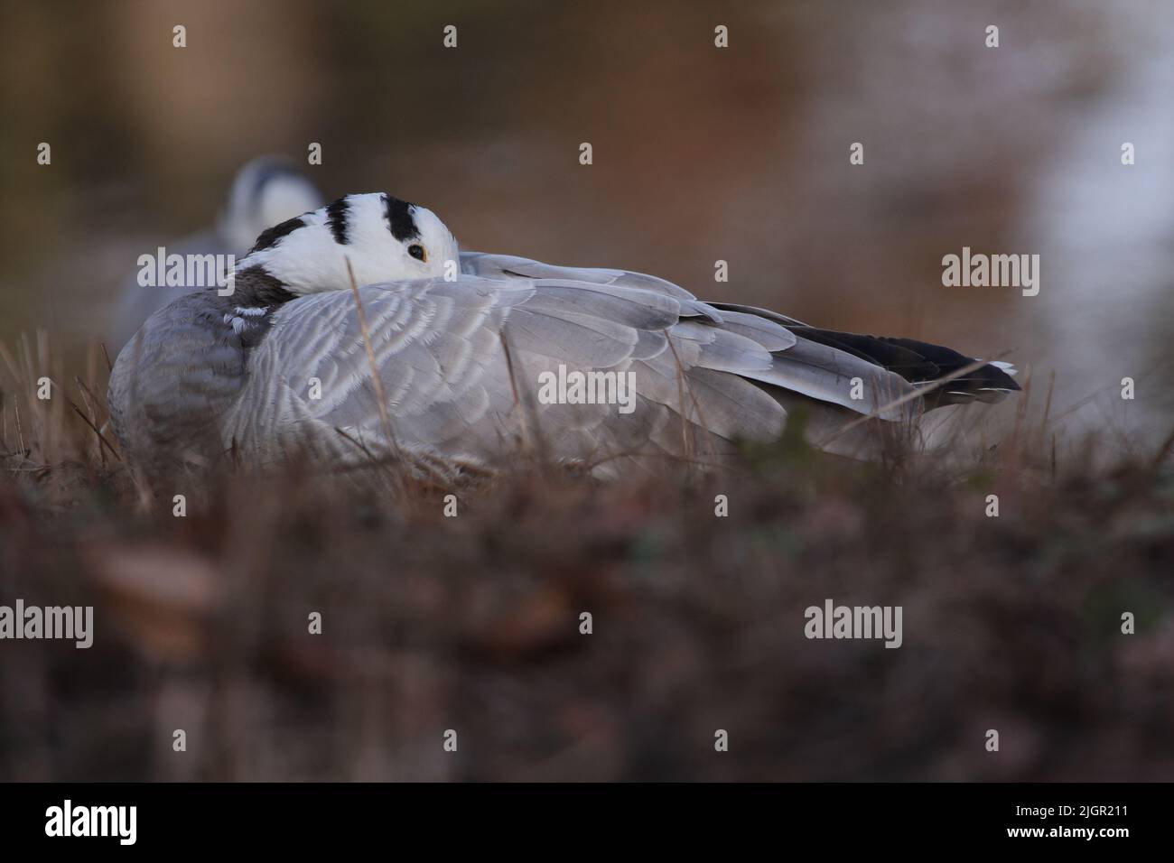 bar headed goose sleeping or resting Stock Photo - Alamy