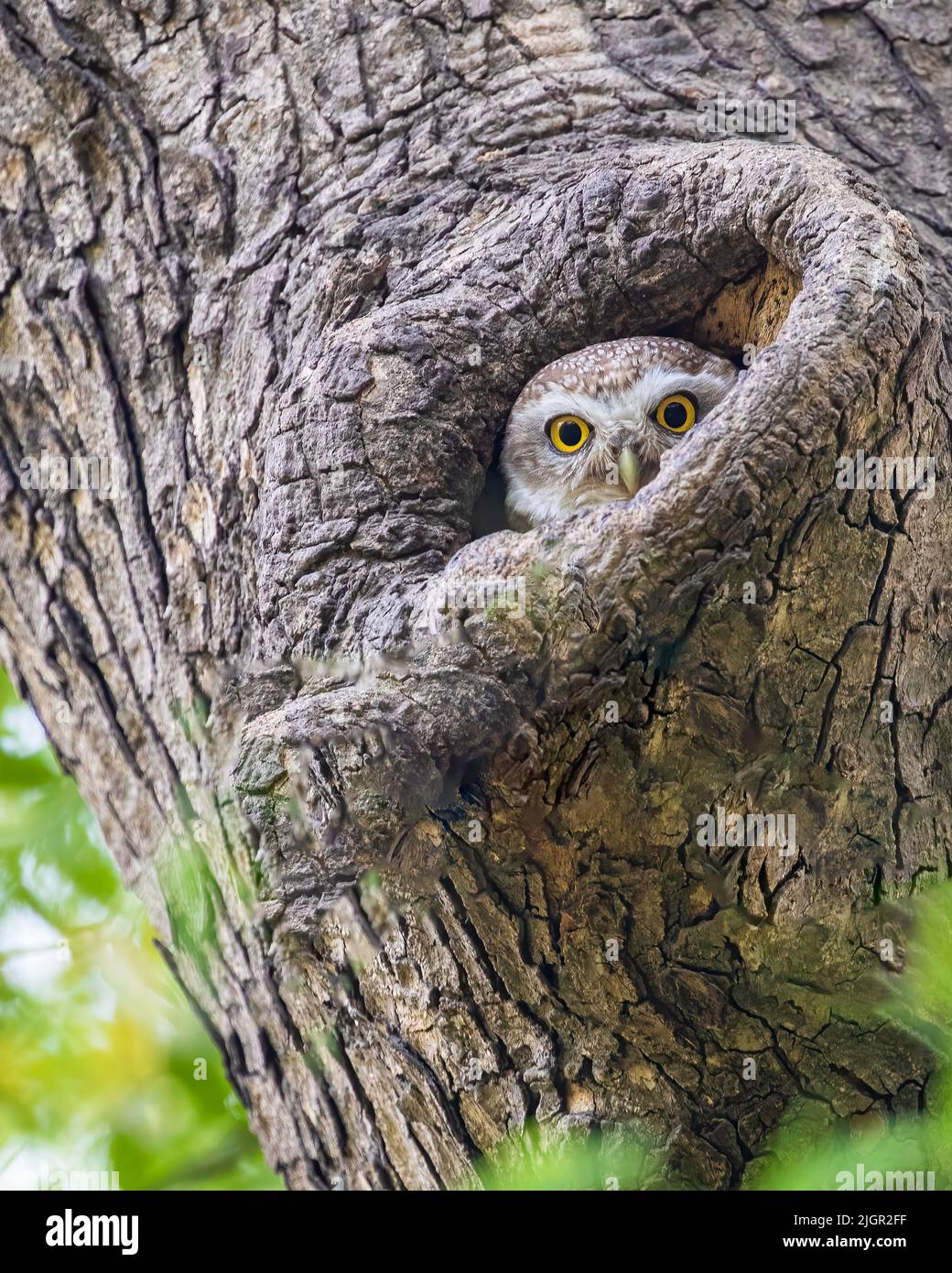 A Spotted owl resting in its nest Stock Photo - Alamy