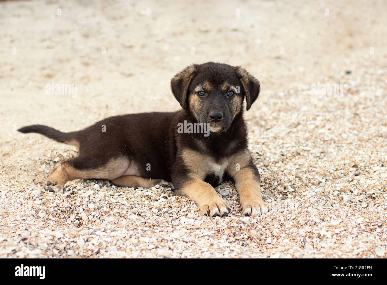 Cute not domestic puppy on the beach Stock Photo - Alamy