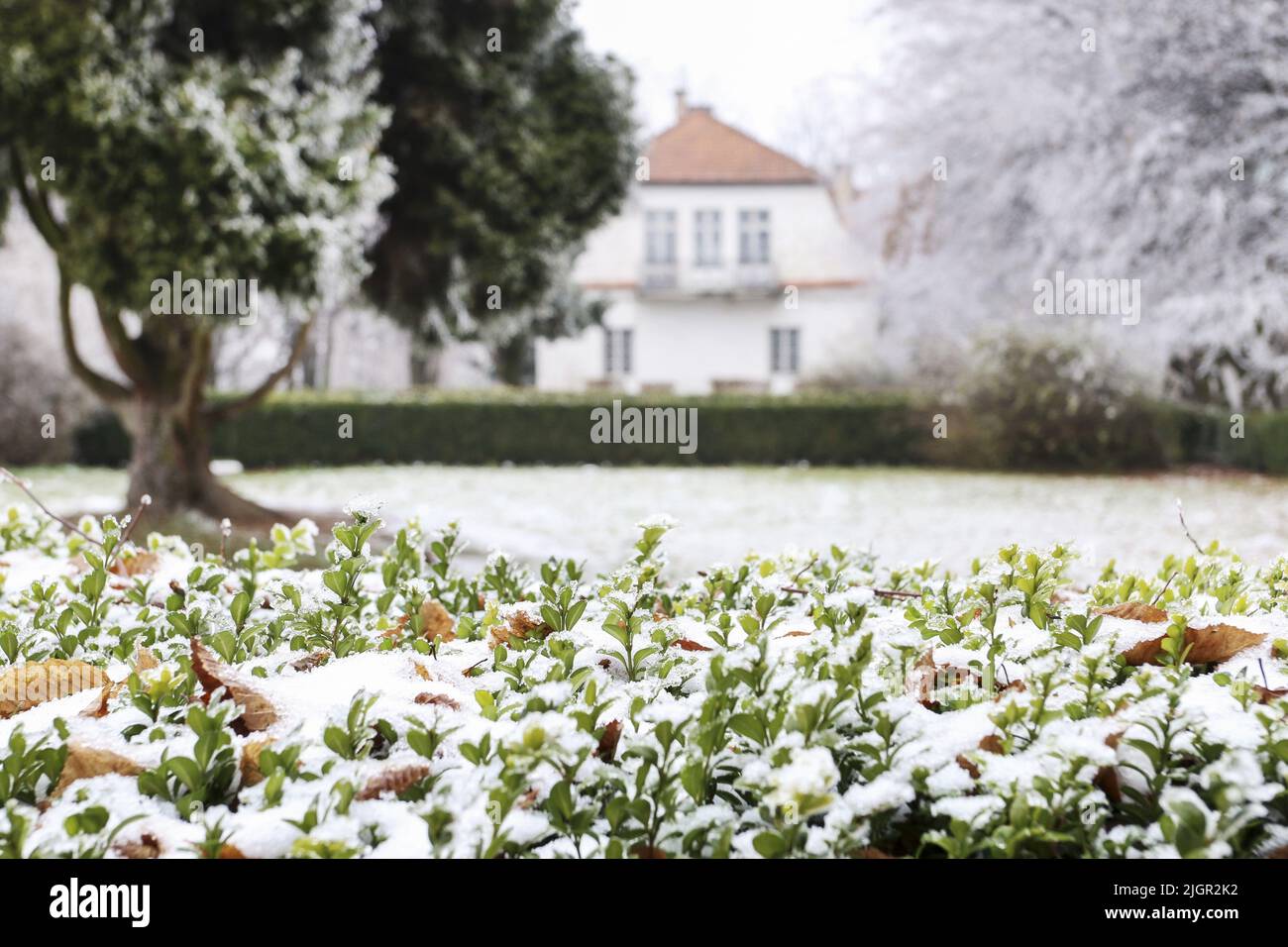Buxus sempervirens hedge in the garden. Plants covered with snow Stock ...