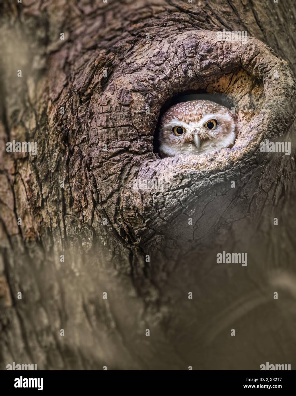 Bird peeking nest hole tree hi-res stock photography and images - Alamy