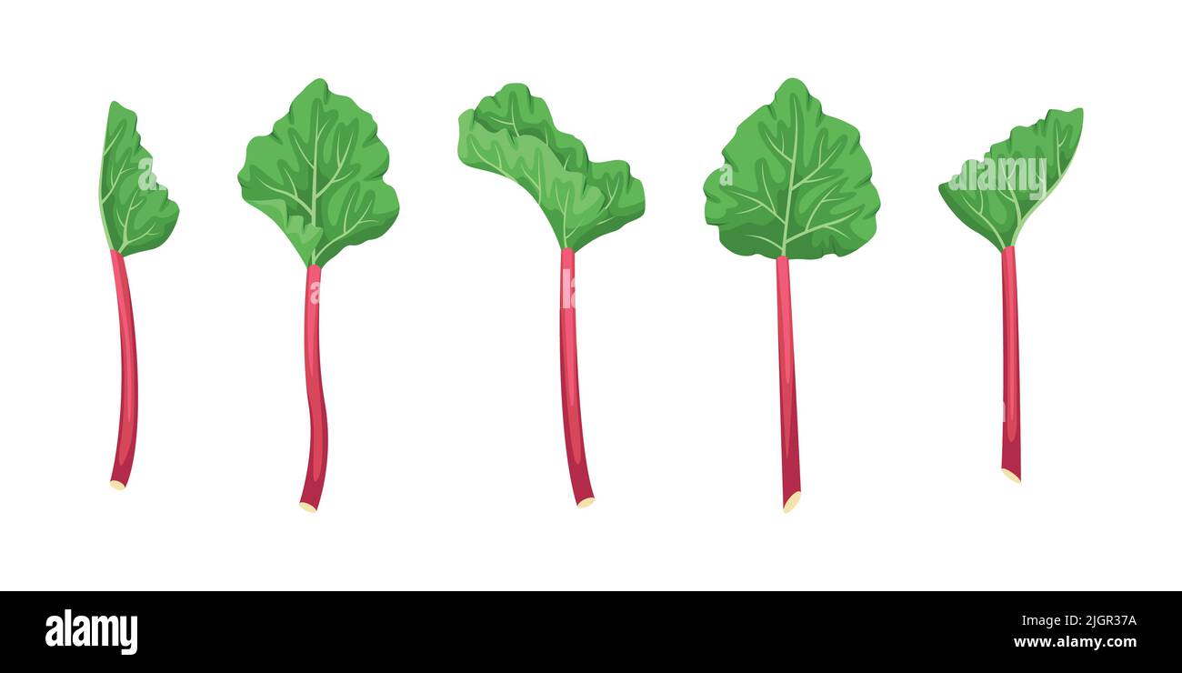 Vector set of rhubarb illustrations. Summer fruits and vegetables Stock ...