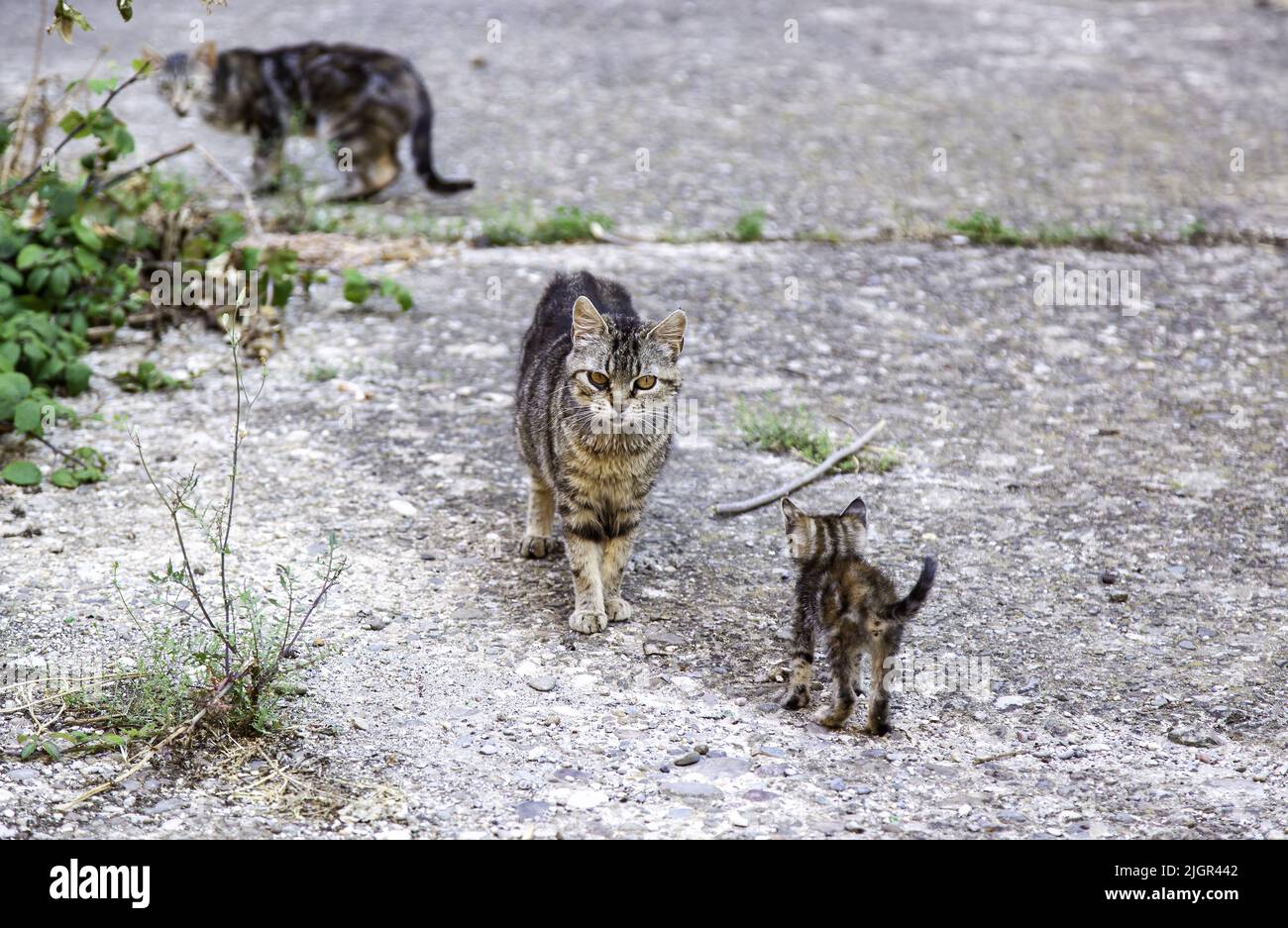 Abandoned street cats, stray animals, pets Stock Photo - Alamy