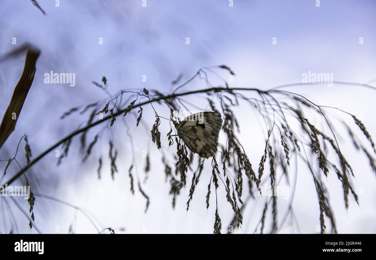 detail of wild insect in nature, natural beauty Stock Photo - Alamy