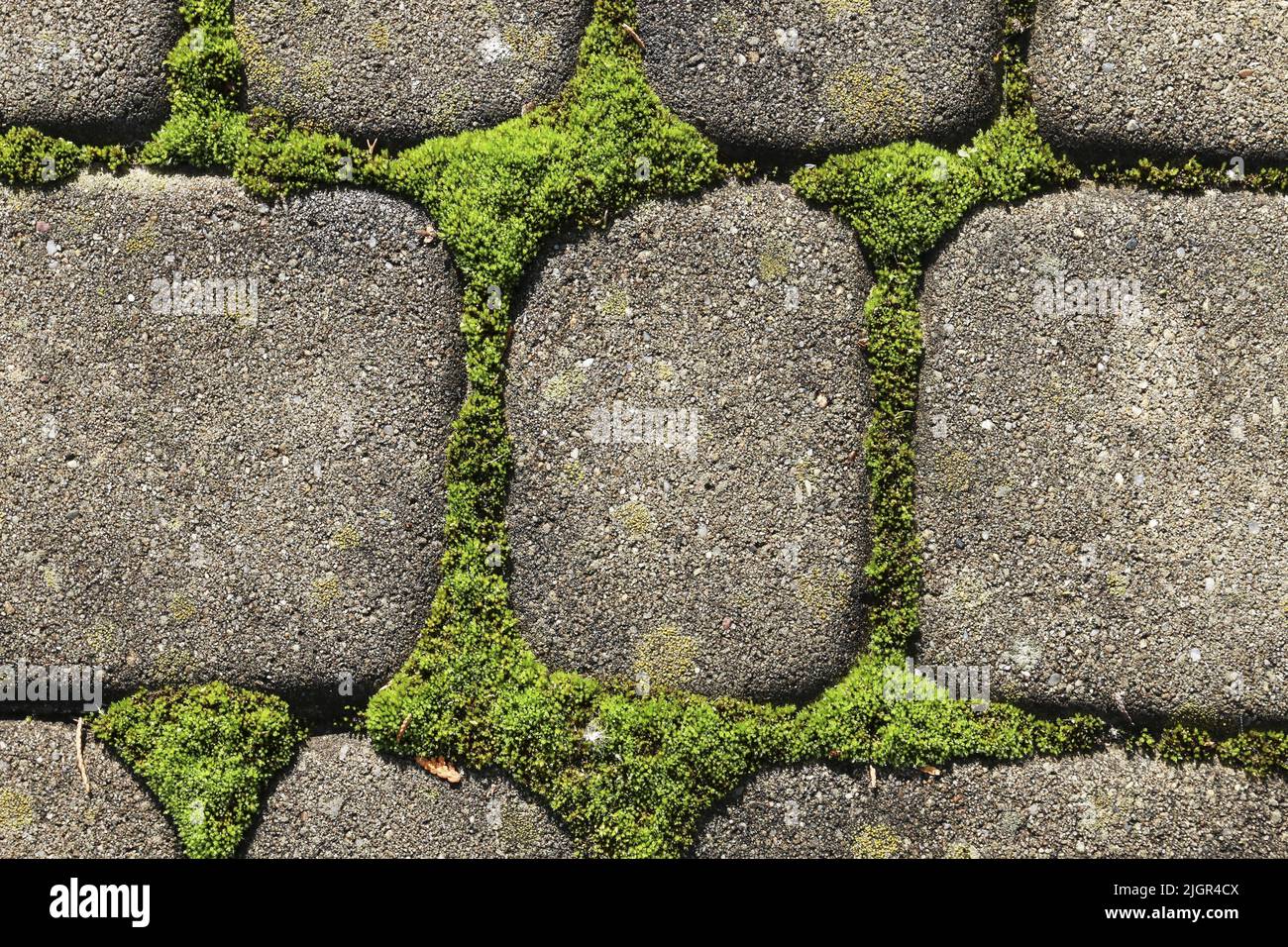 Stone garden path with moss in early morning light. Graphic resources ...