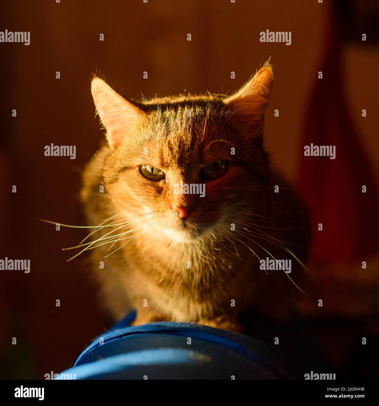 Chill cats hi-res stock photography and images - Alamy