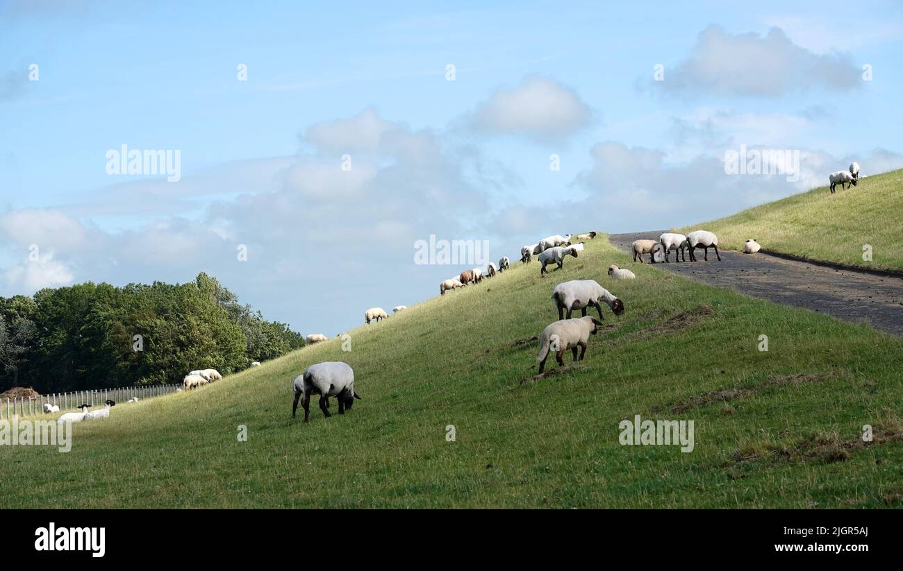 German blackhead mutton sheep hi-res stock photography and images - Alamy