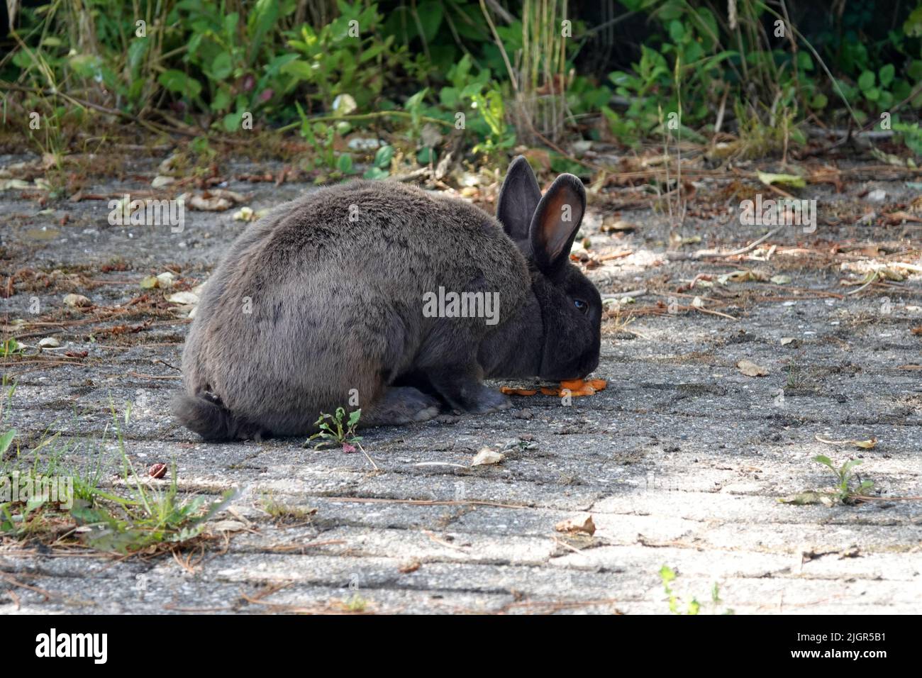 A grey rabbit eating a carrot. It's a pet that was allowed to move free ...
