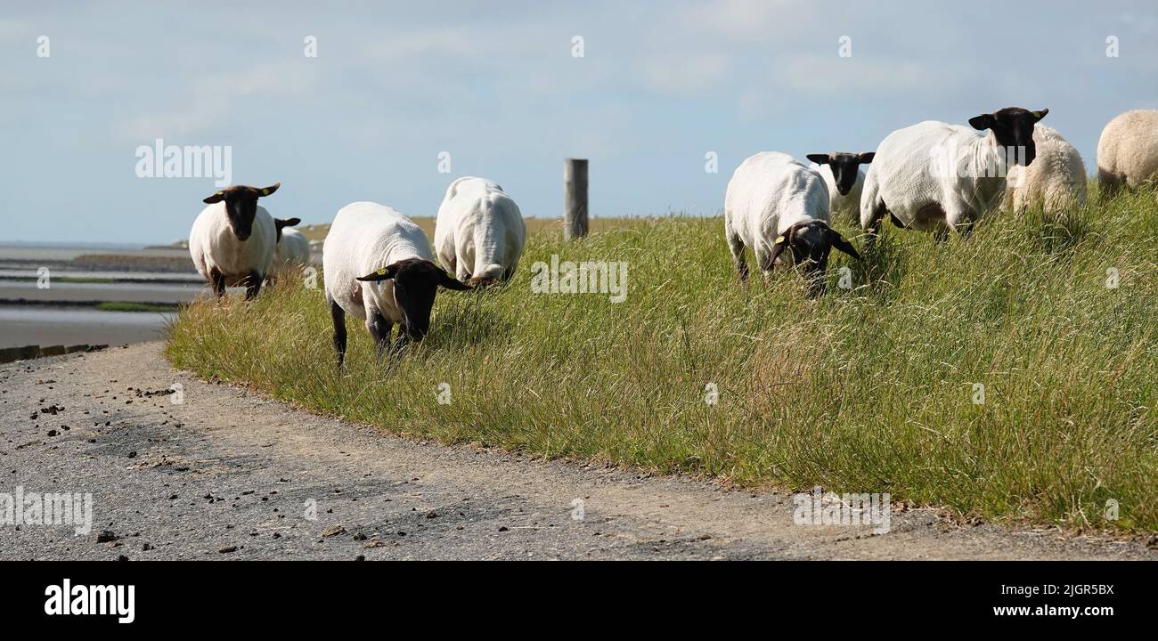 German blackhead mutton sheep hi-res stock photography and images - Alamy