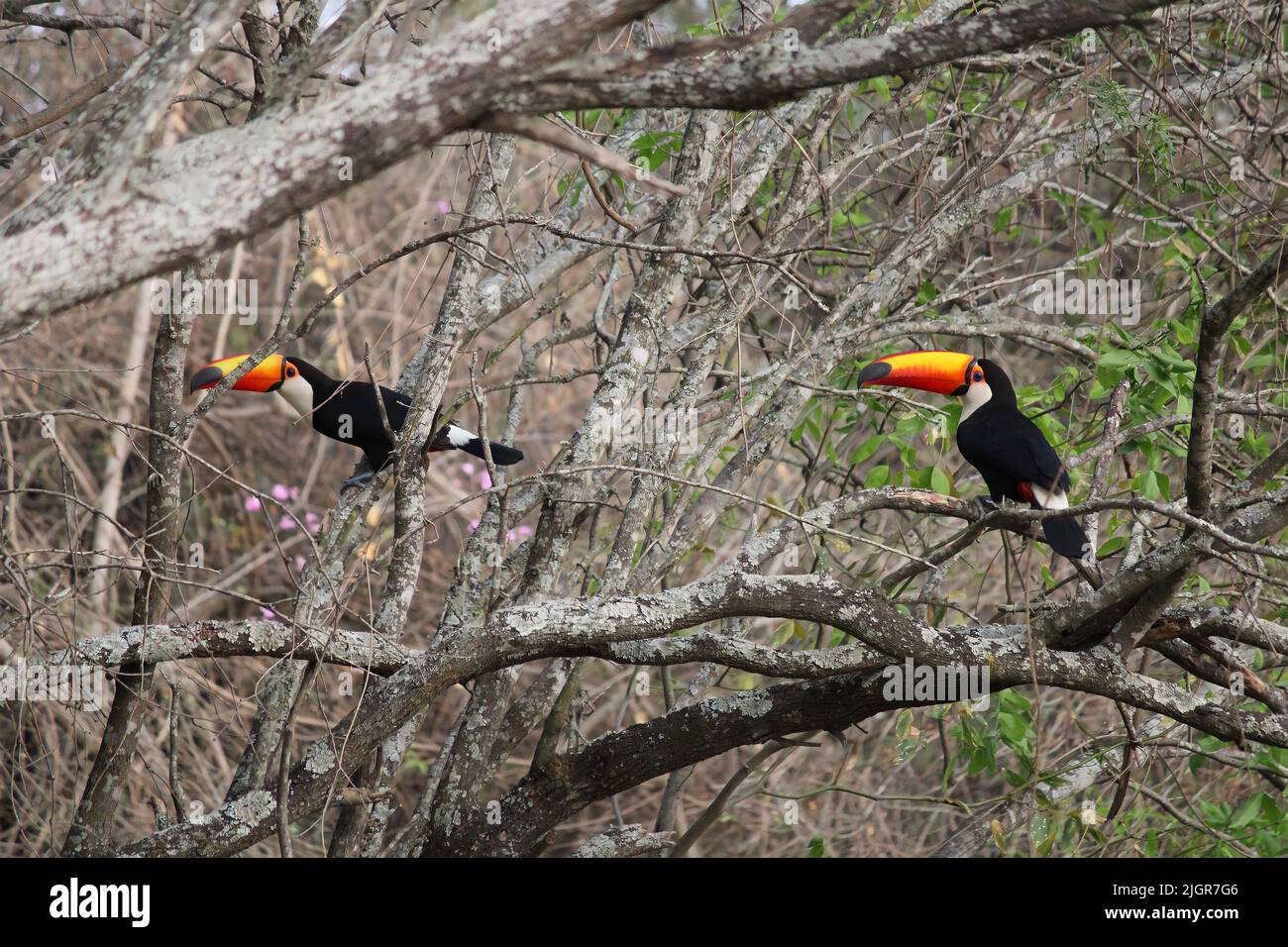 Birds, flowers and escenaries from Paraguay Stock Photo - Alamy