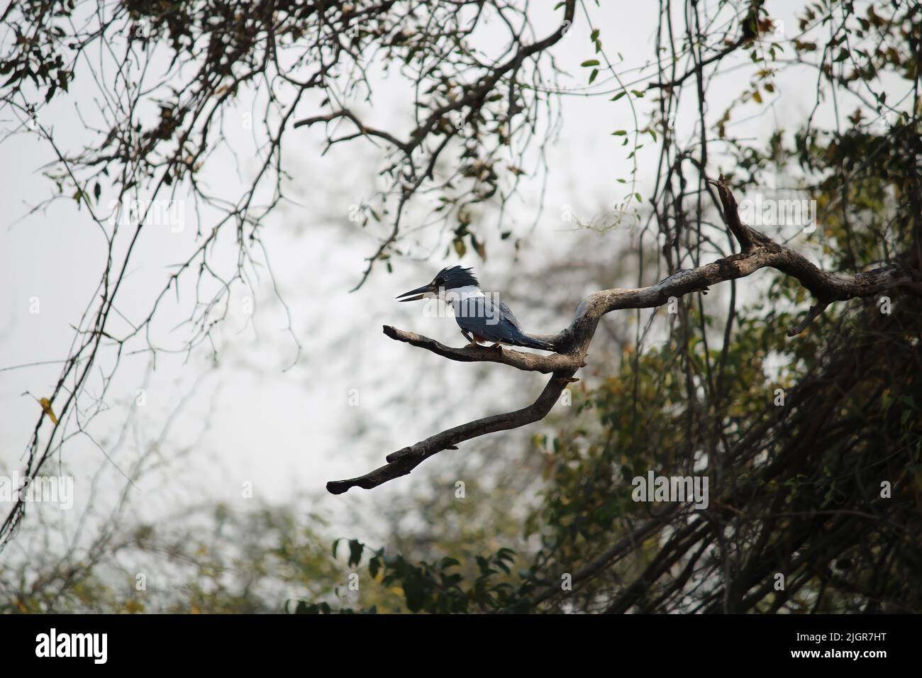 Shaggy crest birds hi-res stock photography and images - Alamy