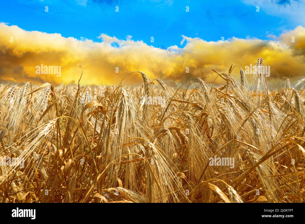 Golden Ears of ripe wheat on the ukrainian field. Field with wheat ...