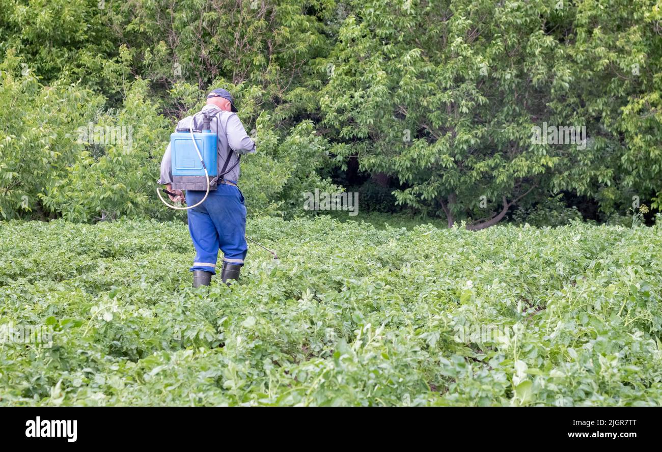 A farmer applying insecticides to his potato crop. Legs of a man in ...