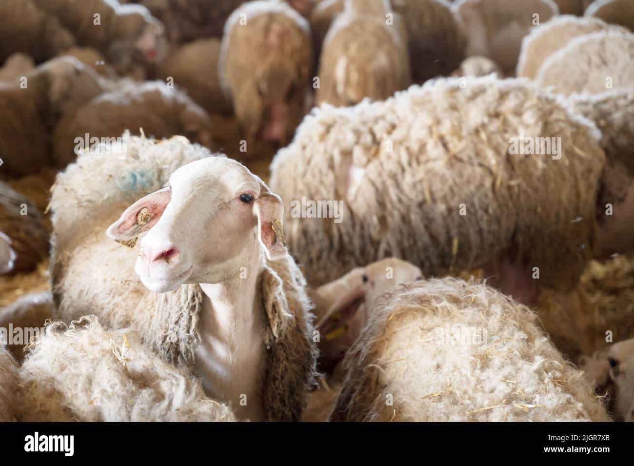 Sheep in stable hi-res stock photography and images - Alamy