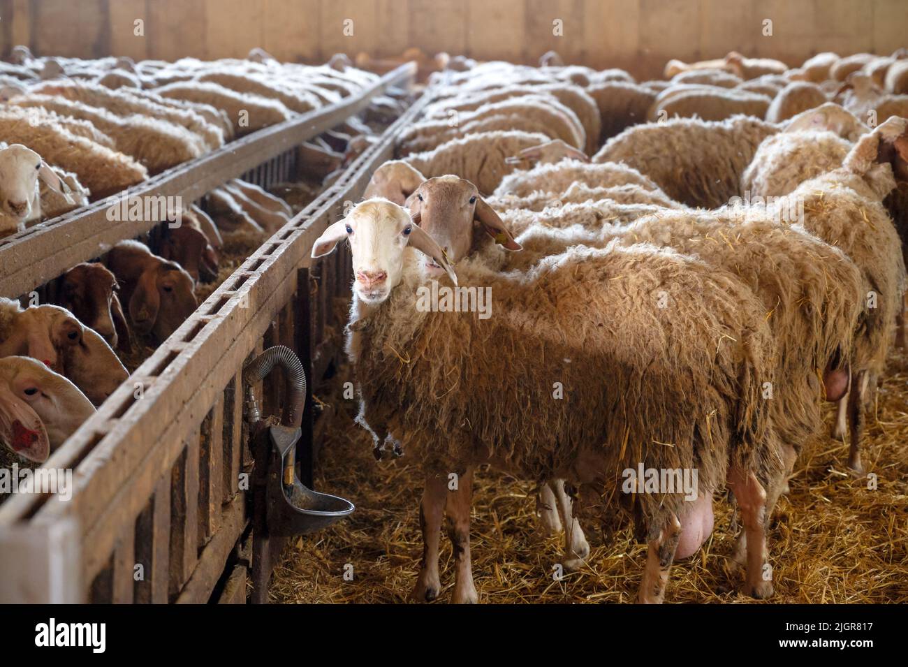 Flock of sheep in stable. High quality photography Stock Photo - Alamy