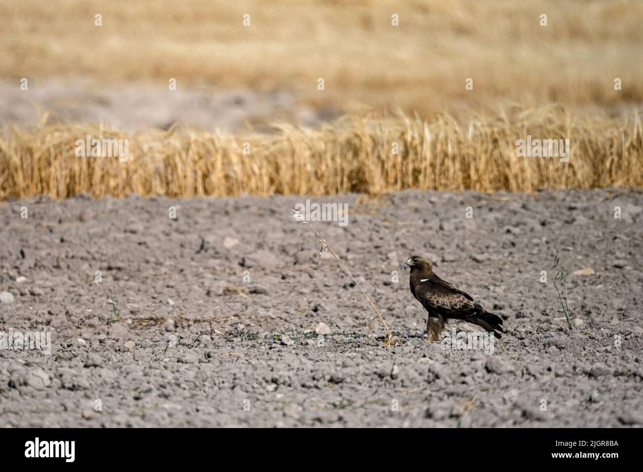 Hieraaetus pennatus - The booted eagle is a species of accipitriform ...