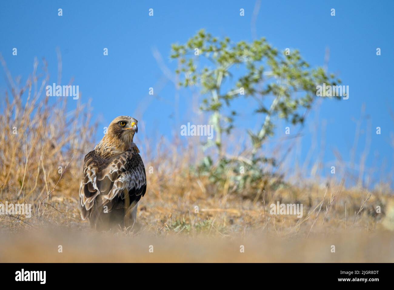 Hieraaetus pennatus - The booted eagle is a species of accipitriform ...