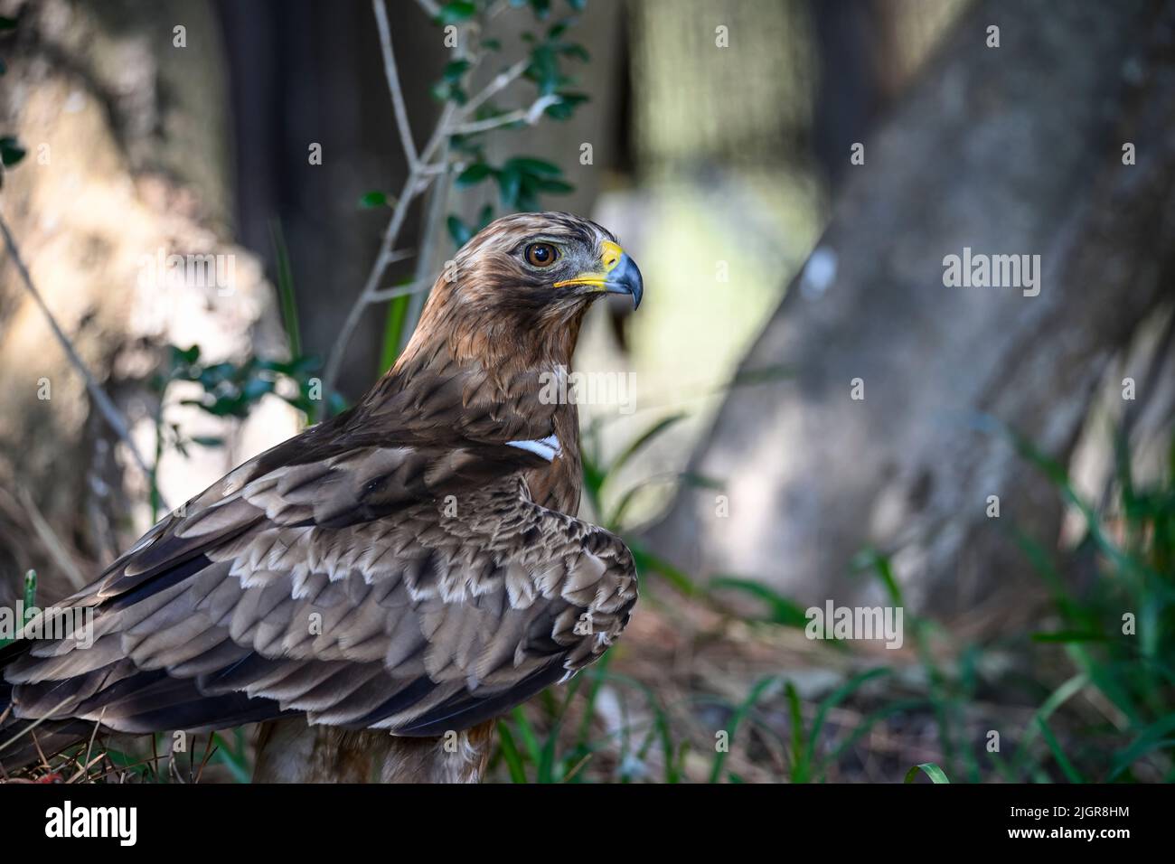 Hieraaetus pennatus - The dark phase booted eagle is one of the ...