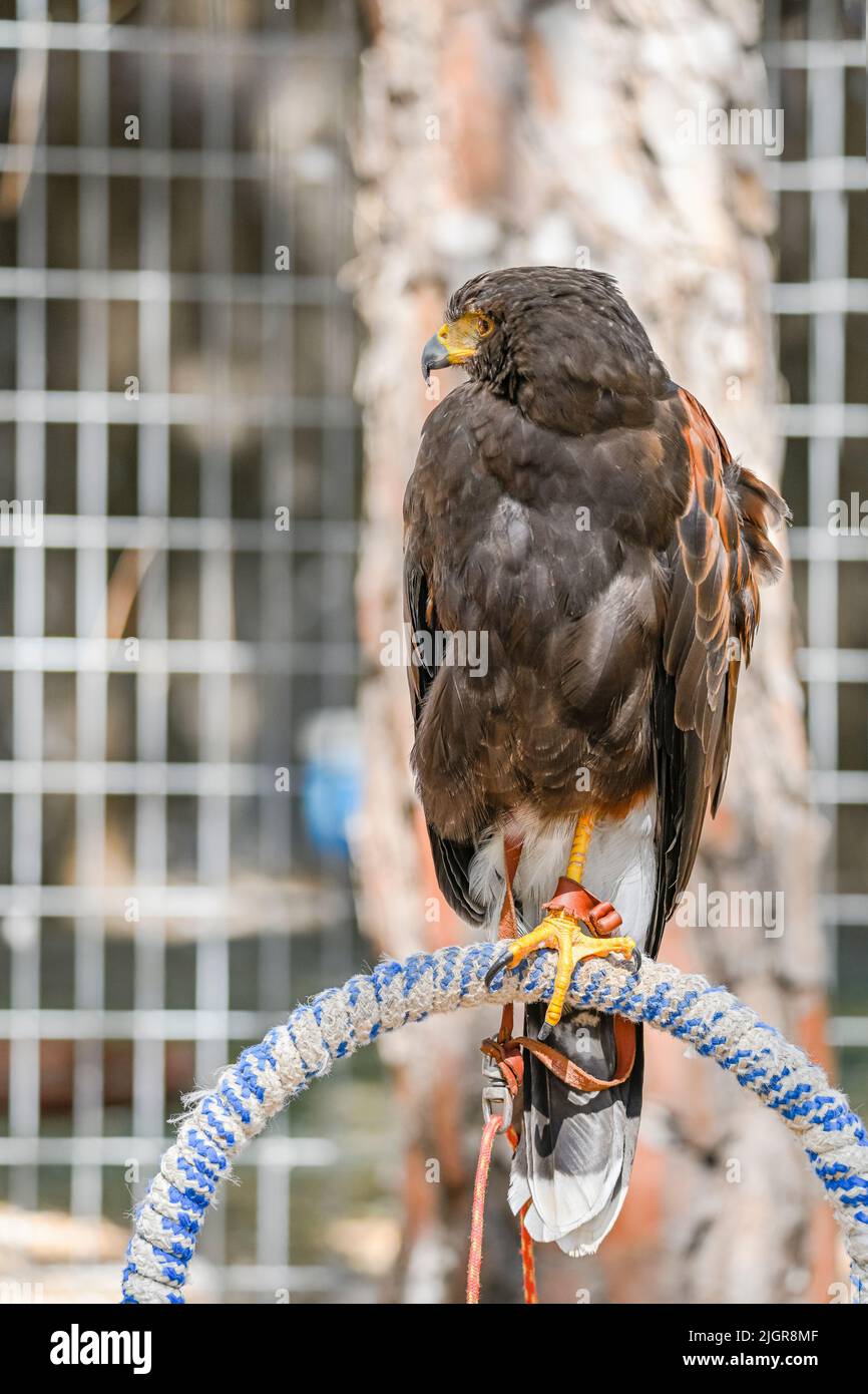 Accipitriforme accipitridae hi-res stock photography and images - Alamy