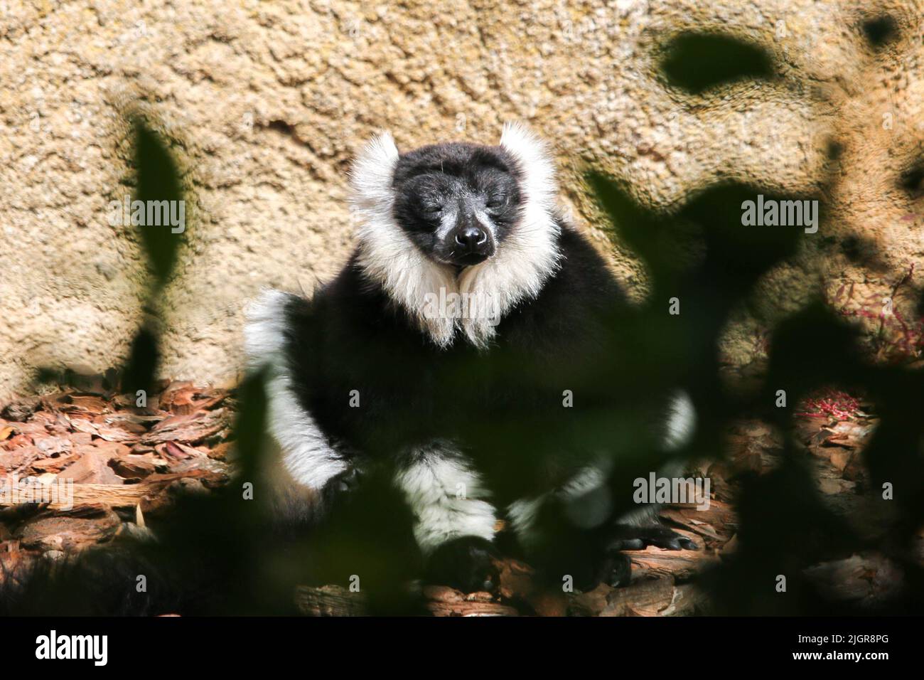 indri, lemur from Madagascar, sitting with closed eyes, meditating ...