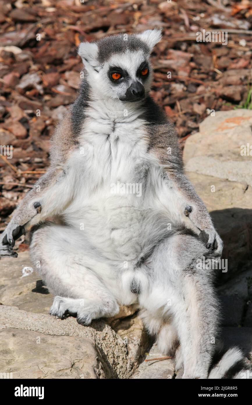 Close-up of ring-tailed lemur sitting on two legs Stock Photo - Alamy