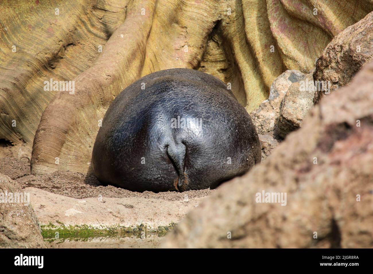 Hippopotamus tail hi-res stock photography and images - Alamy