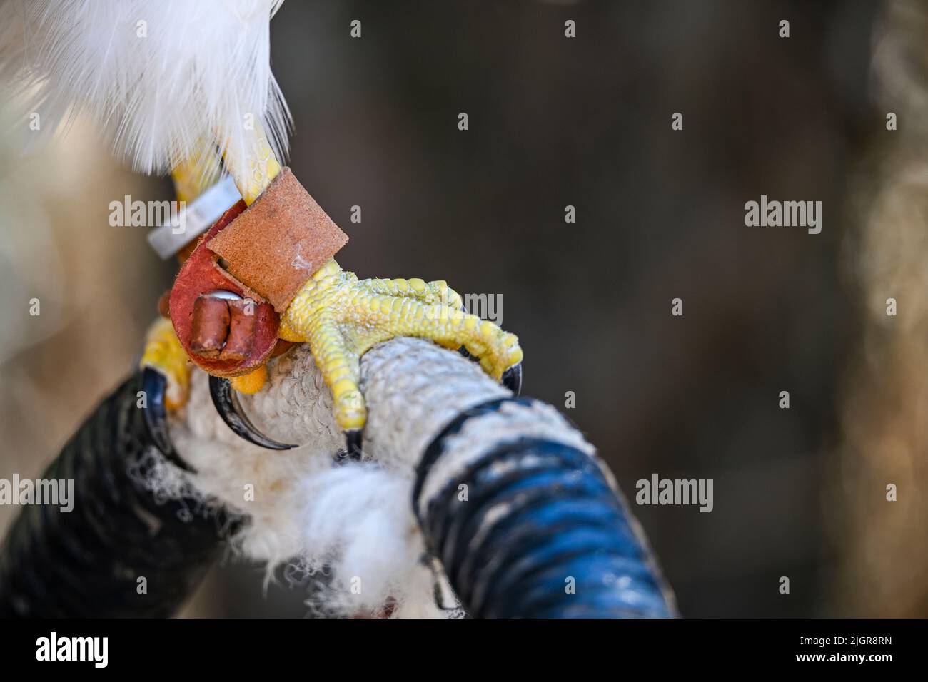Parabuteo unicinctus or Harris's eagle, is a species of accipitriforme ...