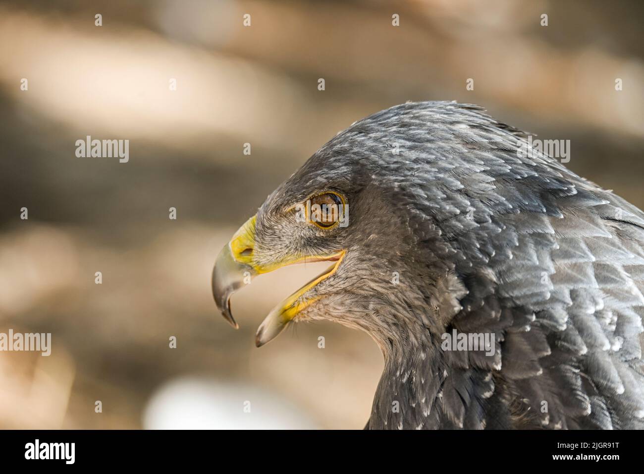 Shielded eagle hi-res stock photography and images - Alamy
