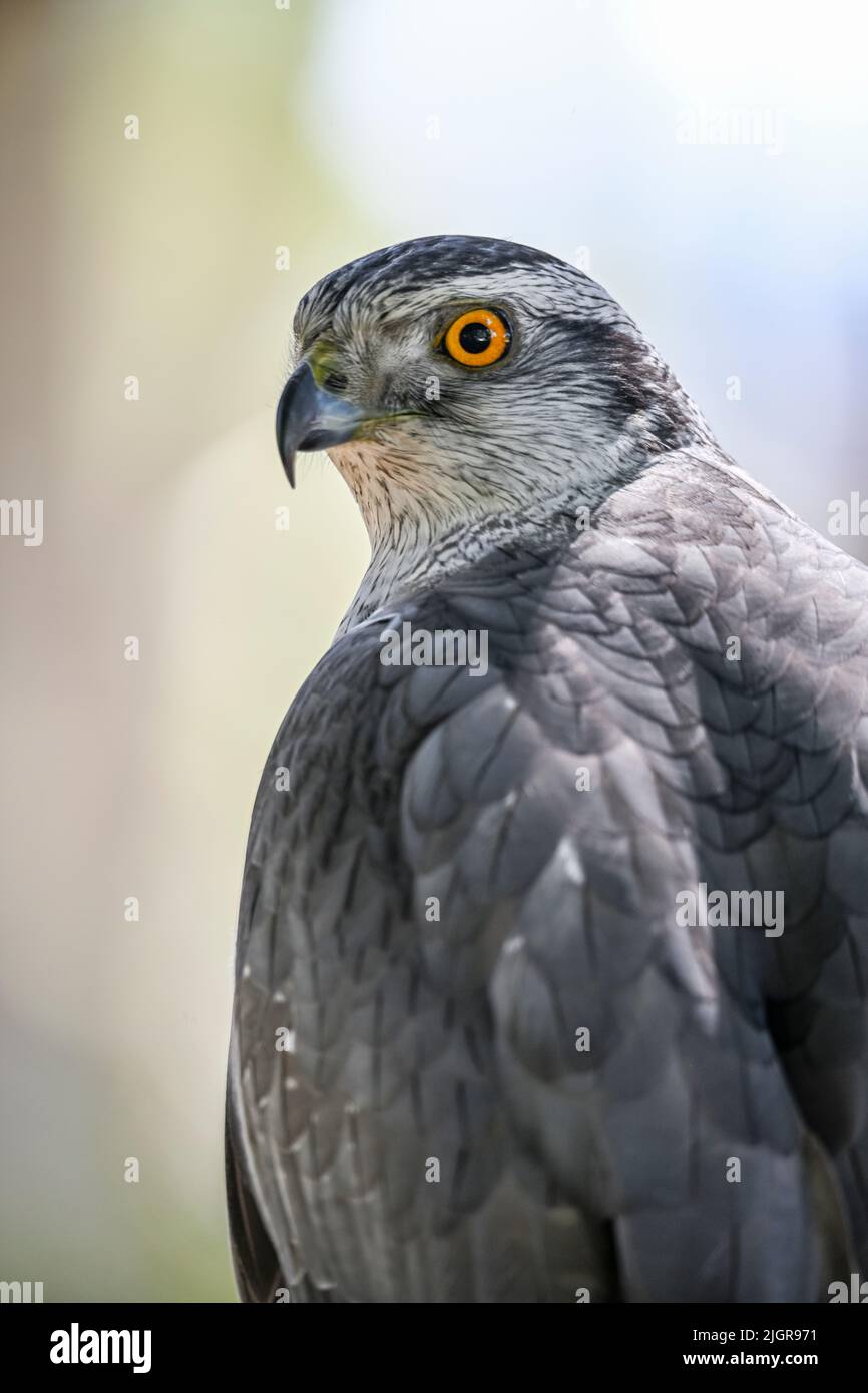 Accipiter gentilis gentilis - Finnish Goshawk, is a species of bird in ...