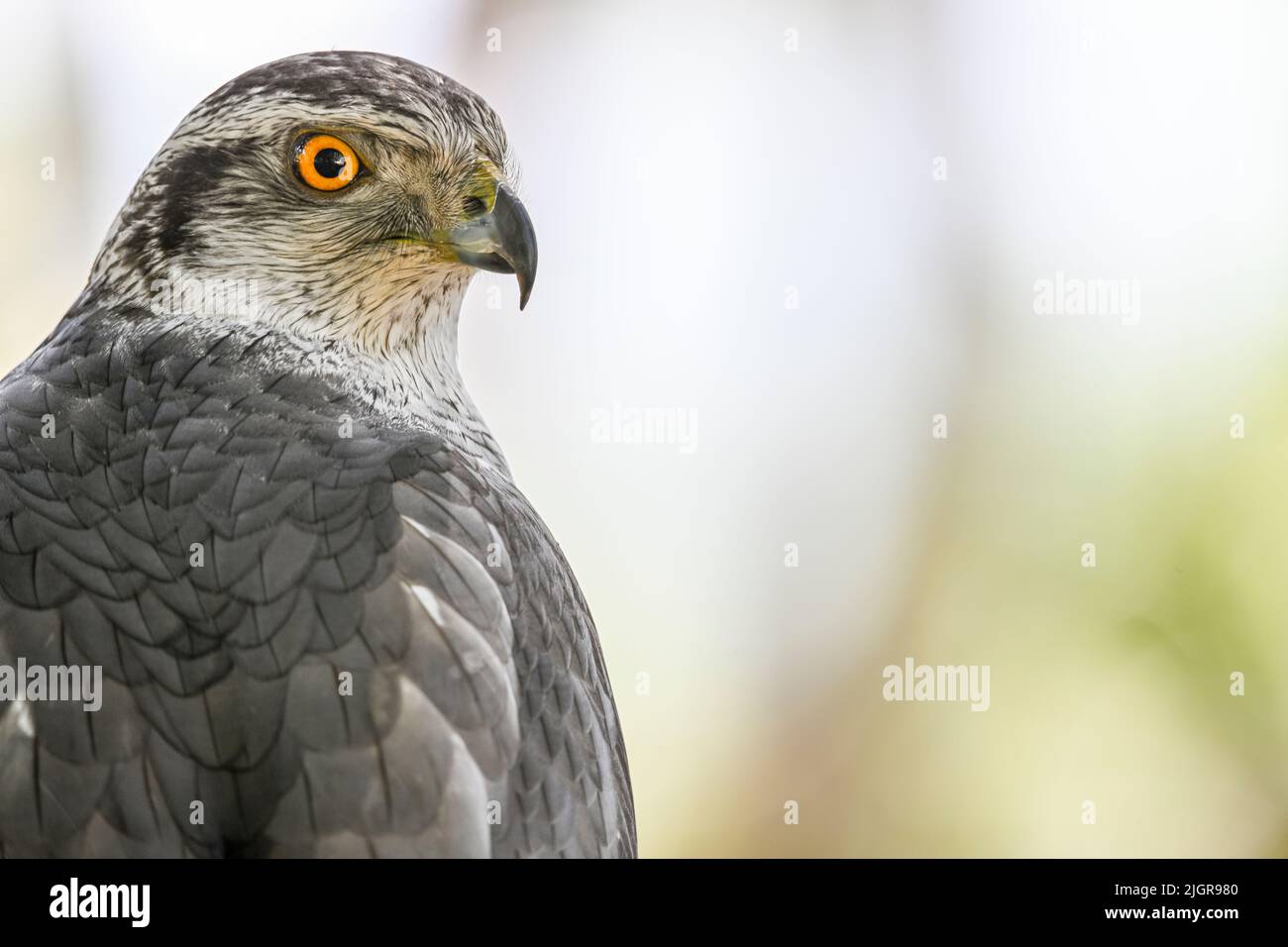 Accipiter gentilis gentilis - Finnish Goshawk, is a species of bird in the Accipitridae family ...