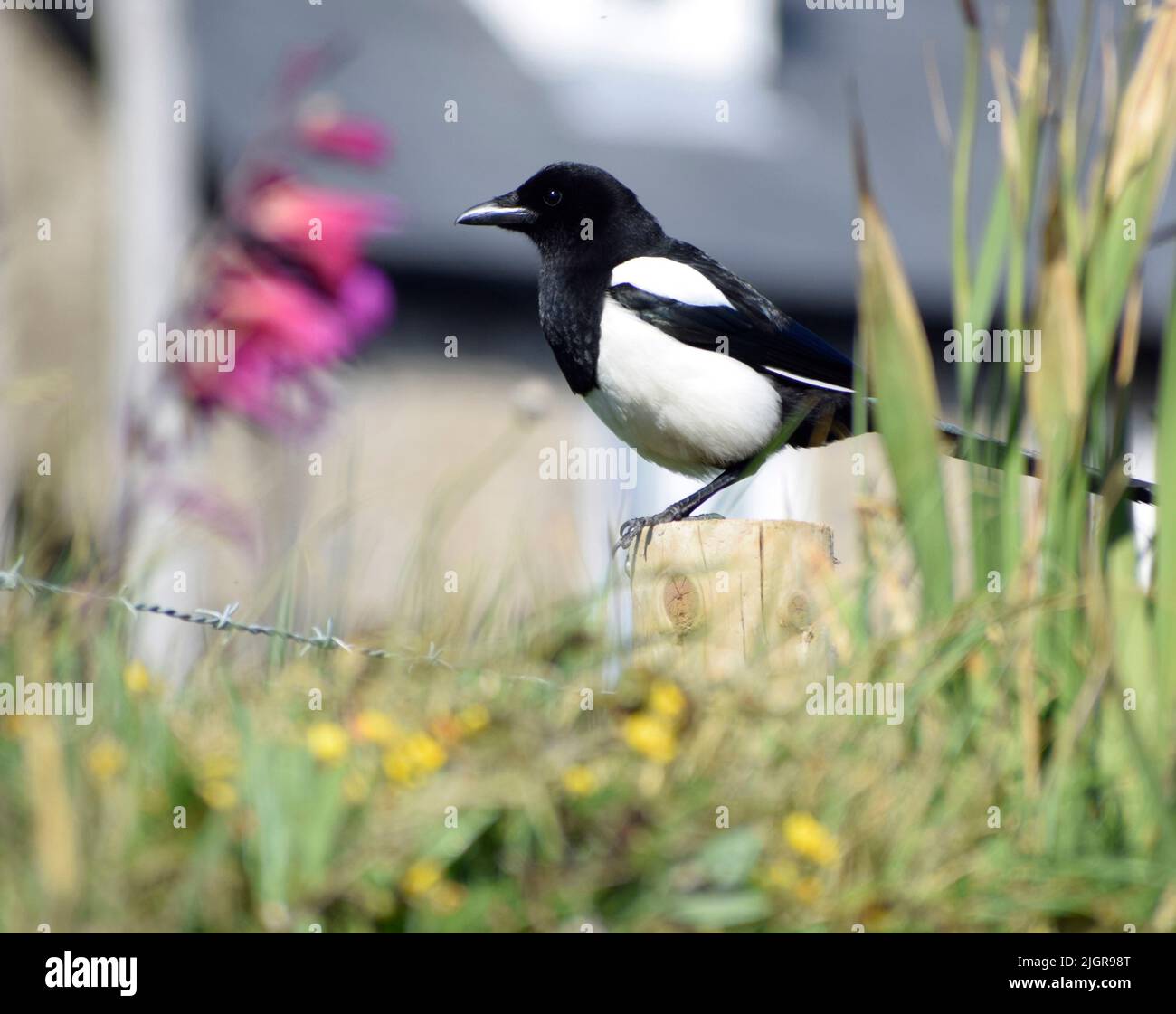 Magpie in a garden - Cornwall, UK Stock Photo - Alamy