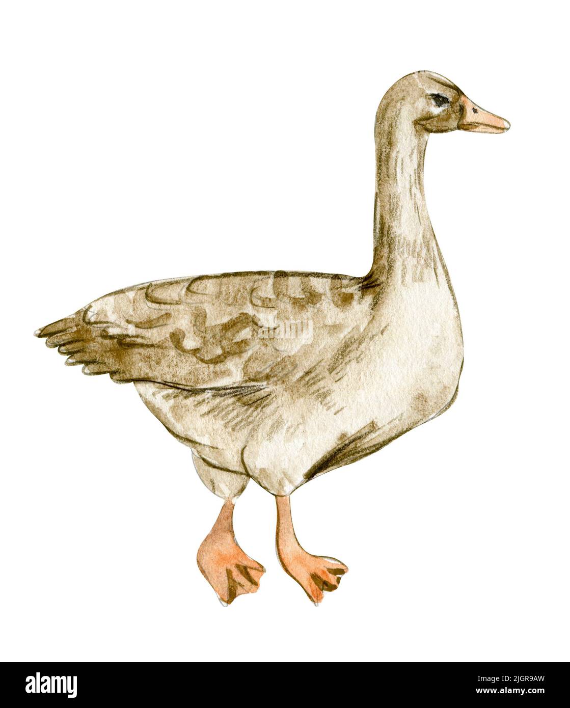 Hand drawn watercolor goose. Farm animals Stock Photo - Alamy