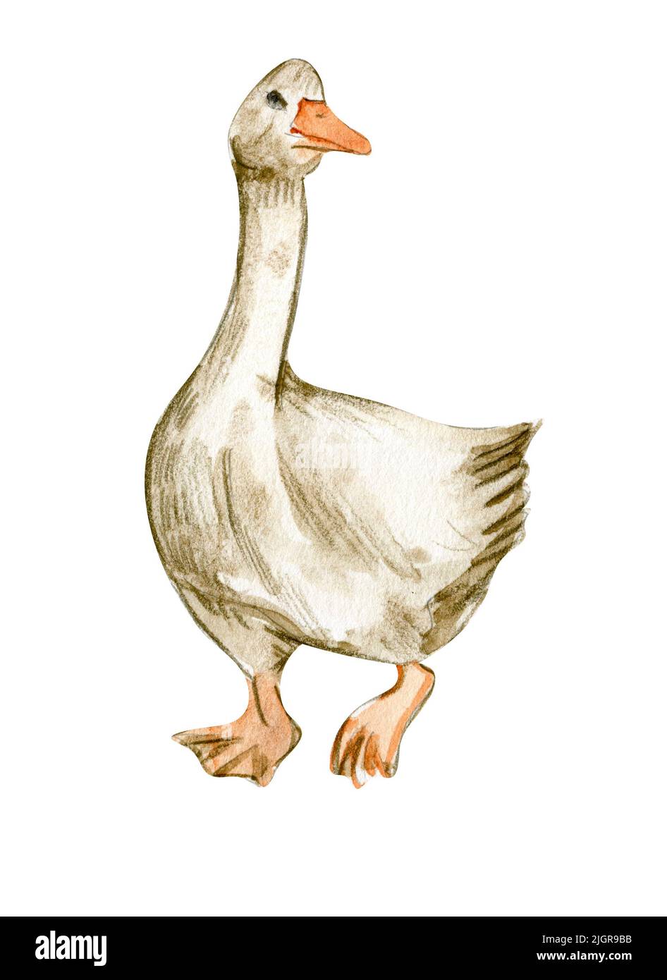 Farm Animals Goose How Millions Of Geese Are Raised For Their Meat,