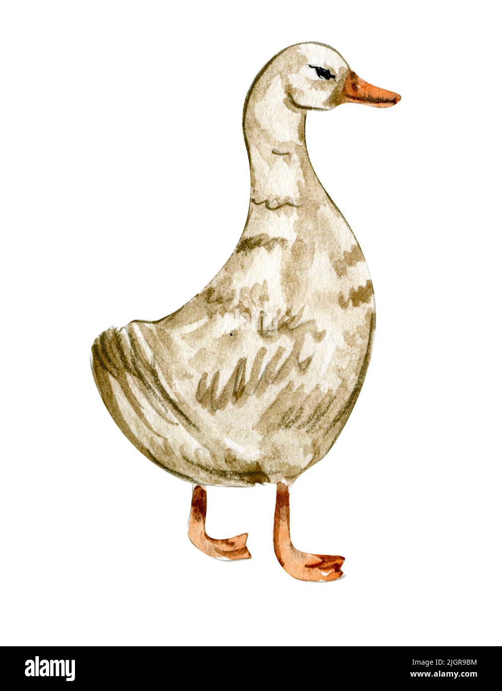 Hand drawn watercolor goose. Farm animals Stock Photo - Alamy