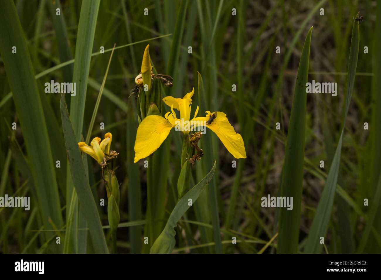 Blooming yellow iris hi-res stock photography and images - Alamy