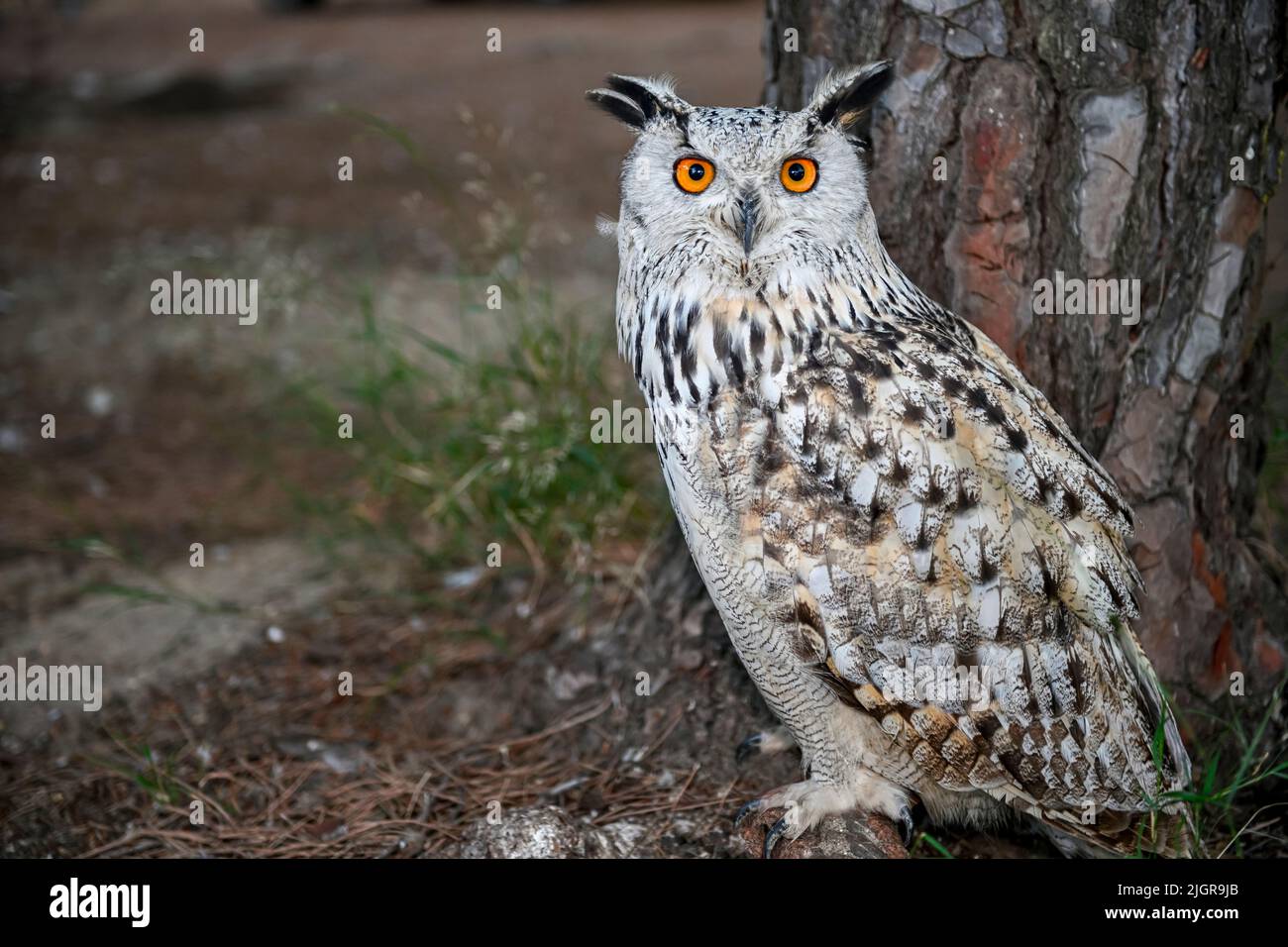 Bubo bubo Sibiricus - Siberian owl, is a species of bird Strigiformes ...