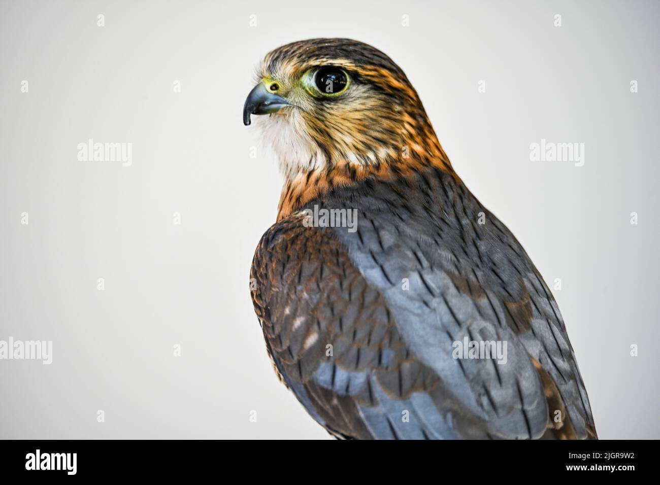 Falco columbarius or merlin is a species of falconiform bird in the ...